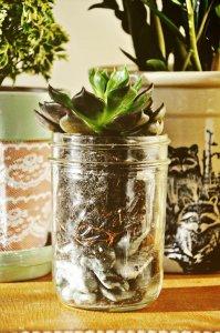 45 New Planter Ideas For Using Mason Jars