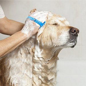 32 Best DIY Dog Washing Ideas That You Will Love - DIY to Make